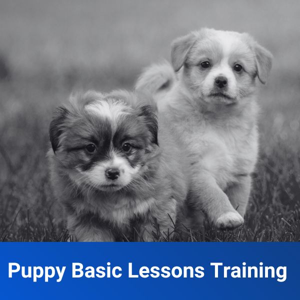 Puppy Basic Lessons Training | Off Leash K9 Training of Hawaii