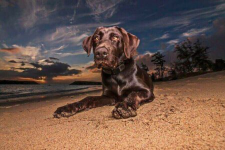 How Do Dogs Sweat? Tips to Keep Your Dog Cool and Comfortable