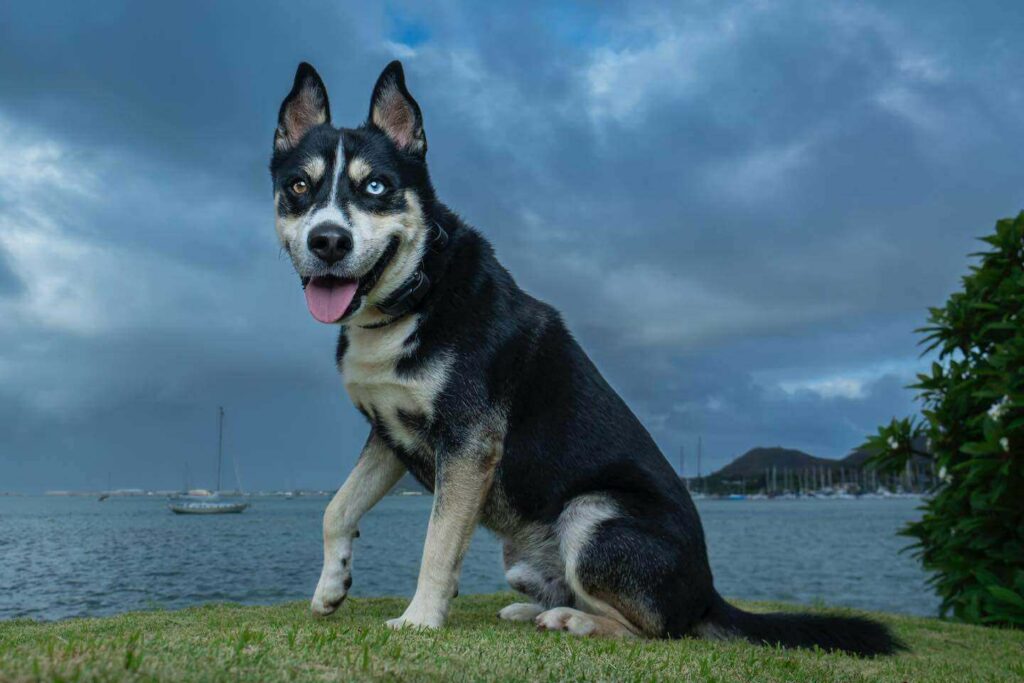 What Stores Allow Dogs in Hawaii - Dog Friendly Shopping Guide