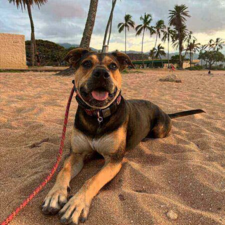 Dog Mating: How Do Dogs Mate Naturally and Why They Get Stuck