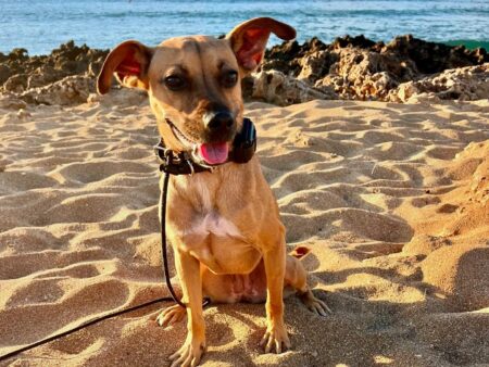 Dog Mating: How Do Dogs Mate Naturally and Why They Get Stuck